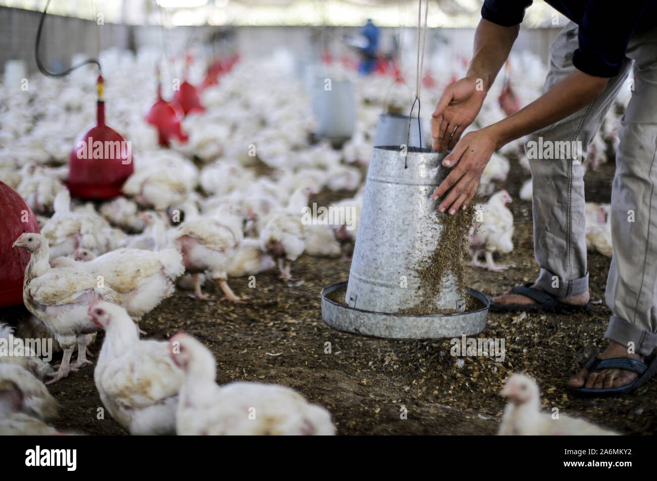 Gaza City, The Gaza Strip, Palestine. 27th Oct, 2019. High price of ...