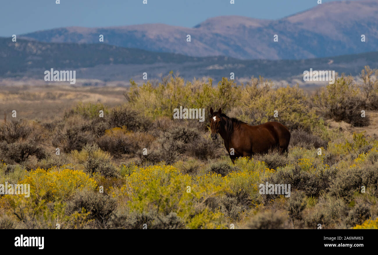Wild horse running plains hi-res stock photography and images - Alamy