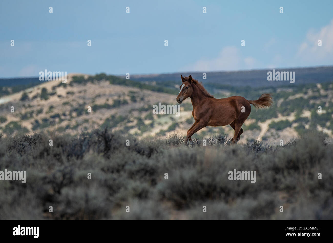 Wild Mustang Yearling on the Colorado High Plains Stock Photo - Alamy