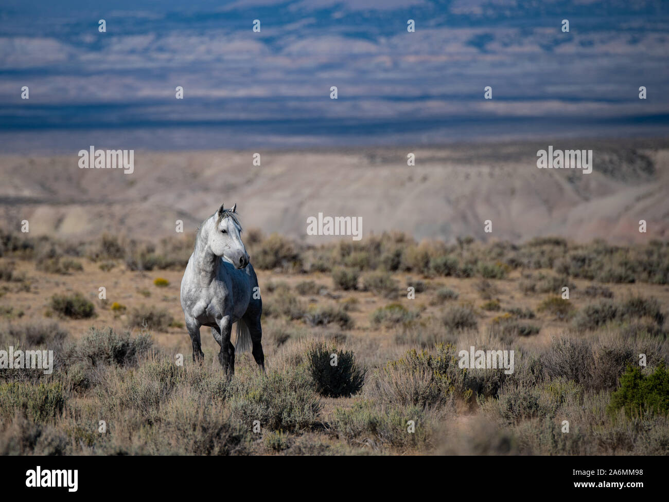 Mustang horse running hi-res stock photography and images - Alamy