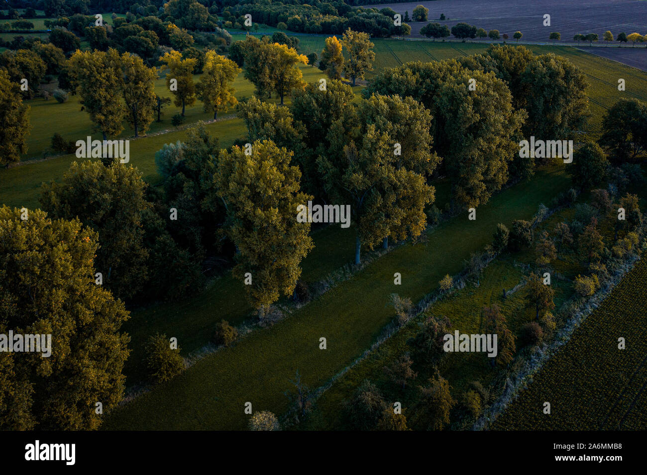 Aerial photography by drone, forest trees from above Stock Photo - Alamy