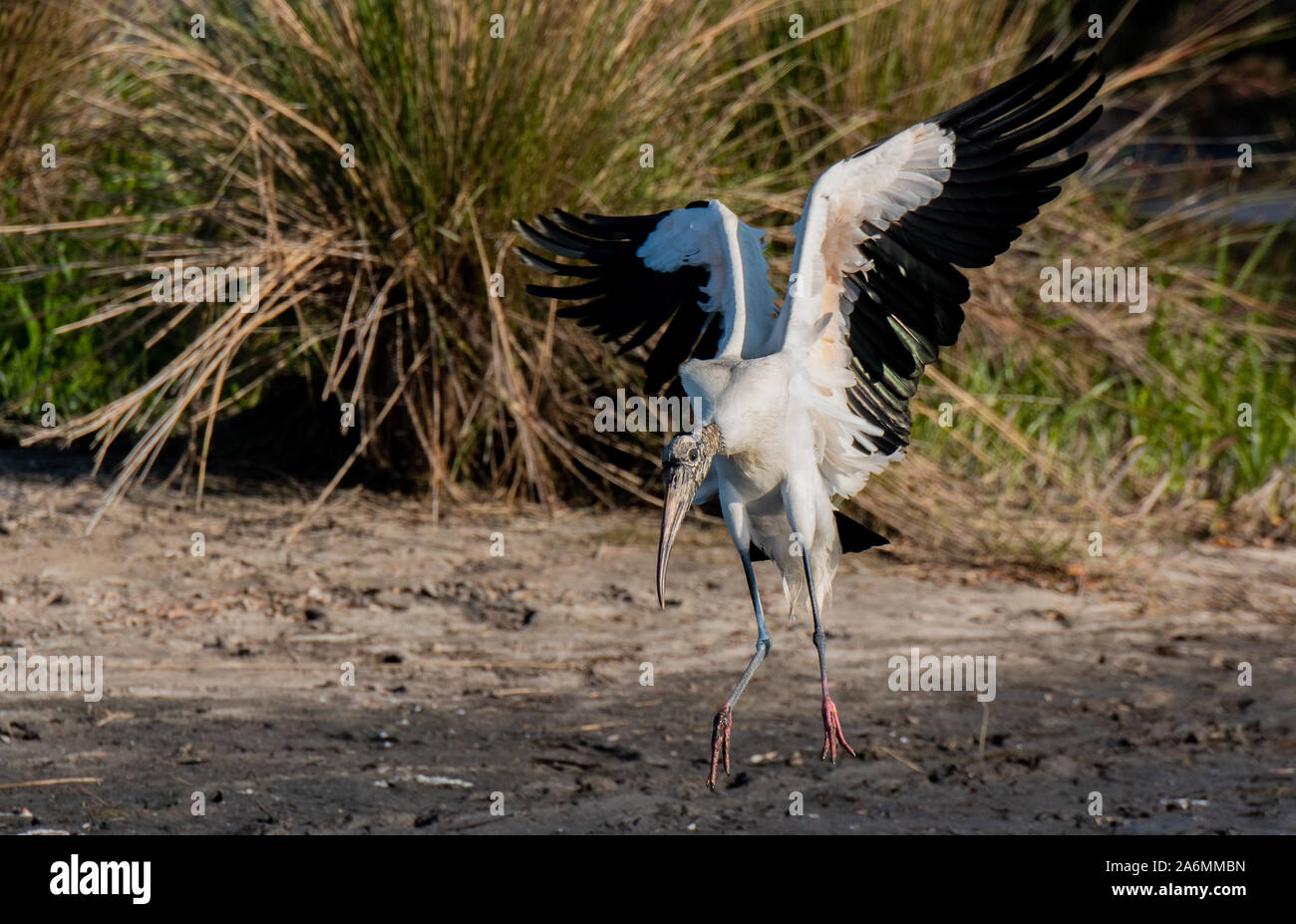 Wood Stork Searching for Food Stock Photo - Alamy