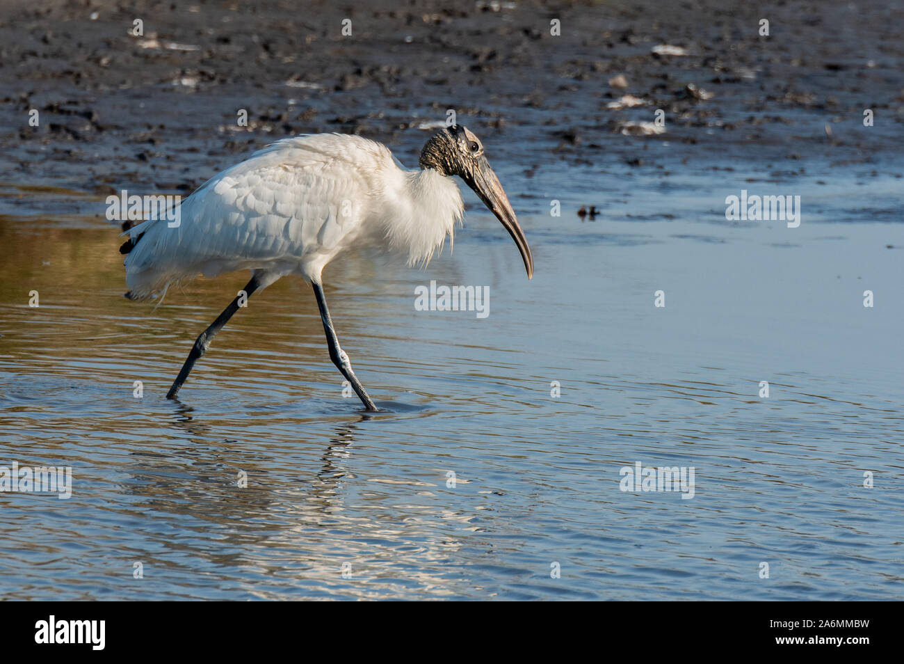 Wood Stork Searching for Food Stock Photo - Alamy