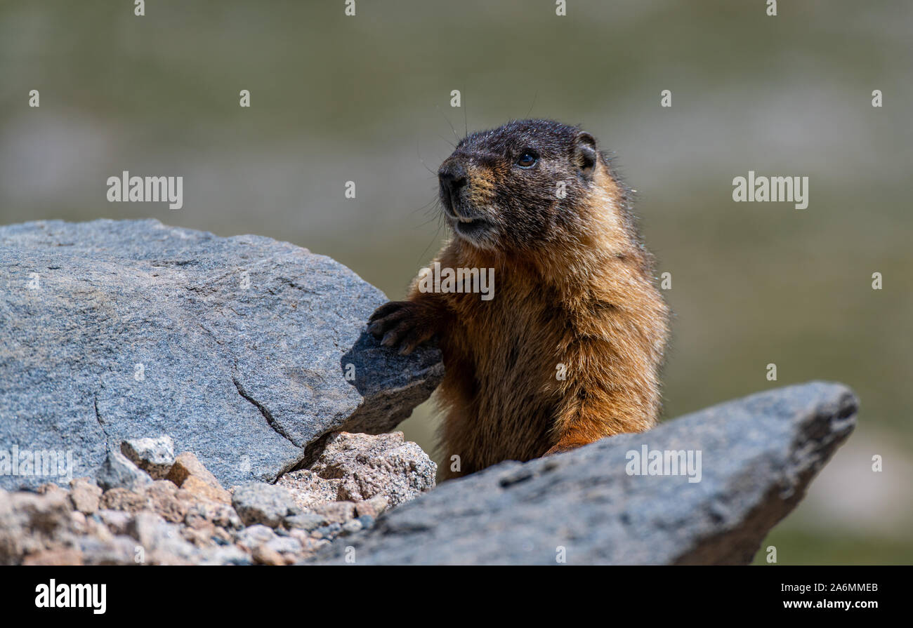 A Cute Yellow-bellied Marmot Peeking over a Cliff Stock Photo - Alamy