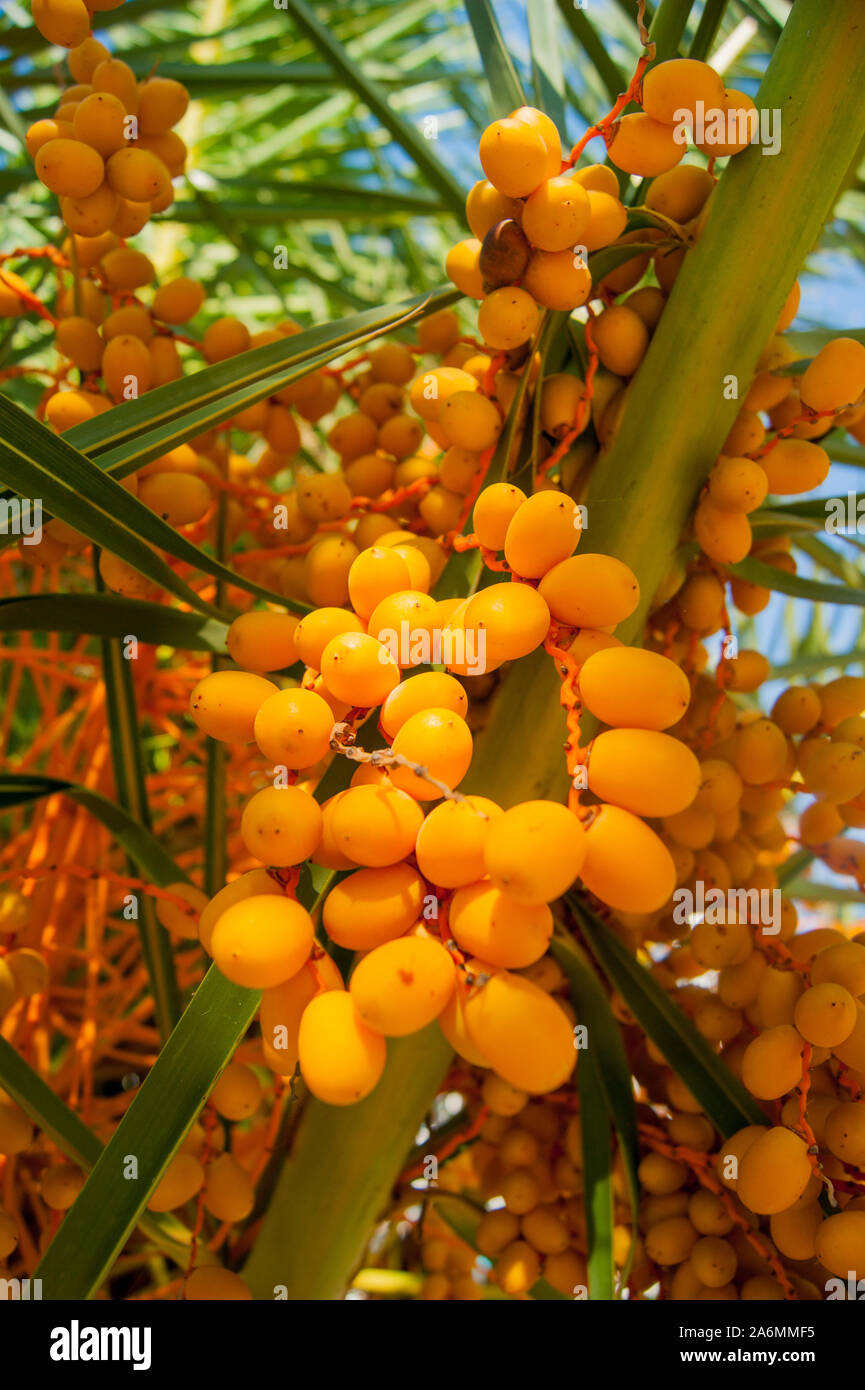 Orange Palm Fruits - Canary Date Palm Stock Photo - Alamy
