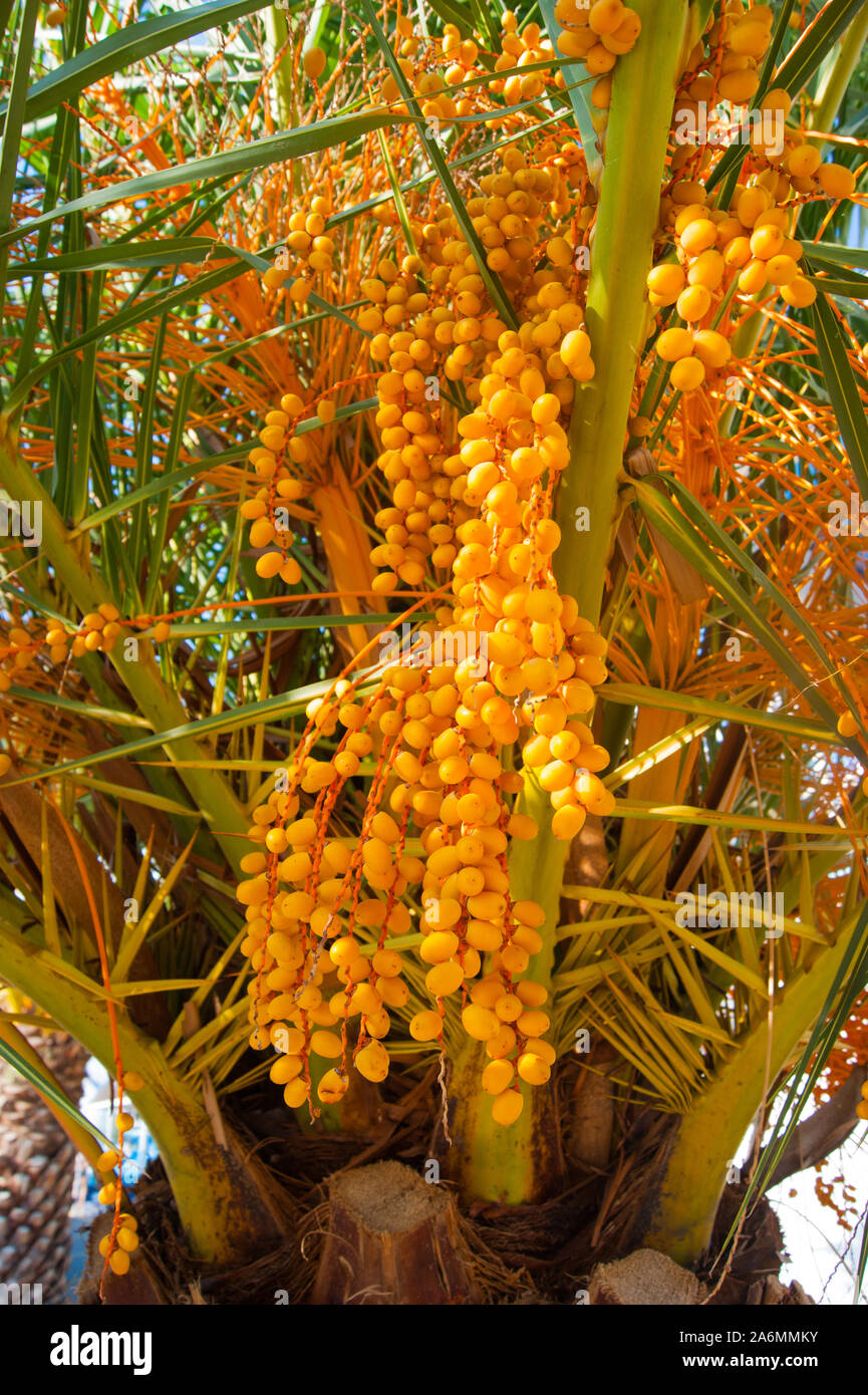 Orange Palm Fruits - Canary Date Palm Stock Photo - Alamy