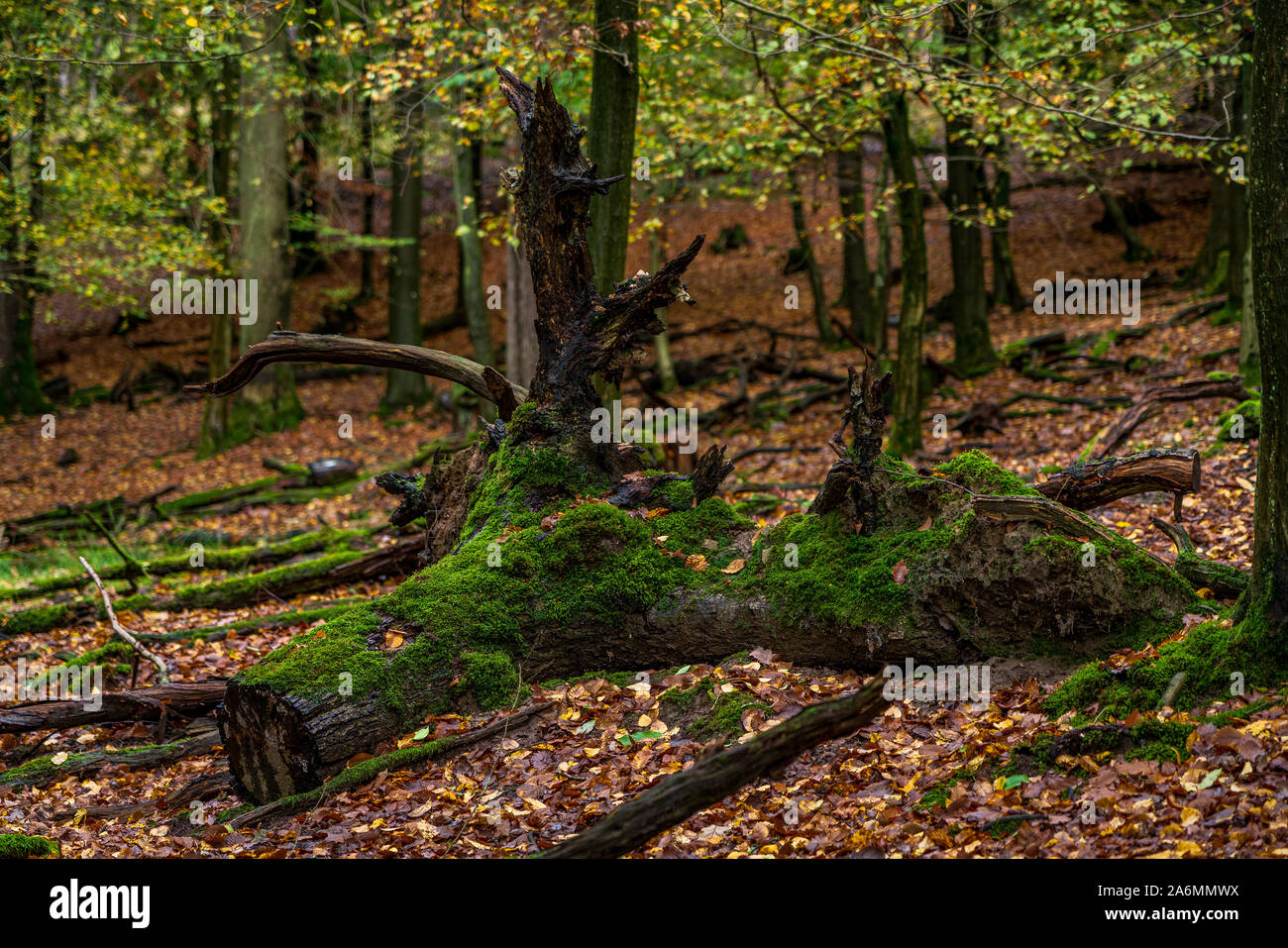 Old broken tree in nature reserve Stock Photo - Alamy