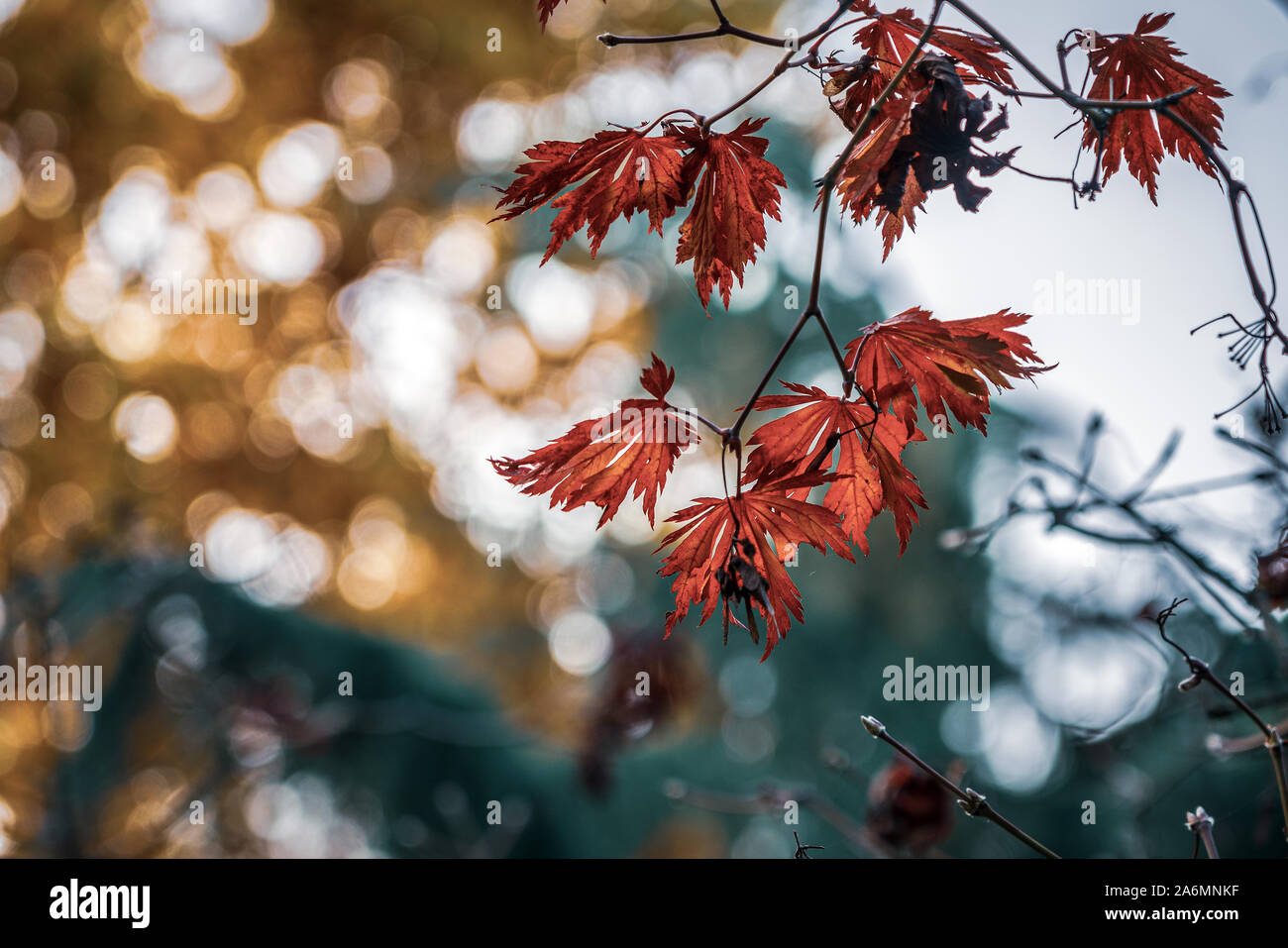 Late autumn red leaves hi-res stock photography and images - Alamy