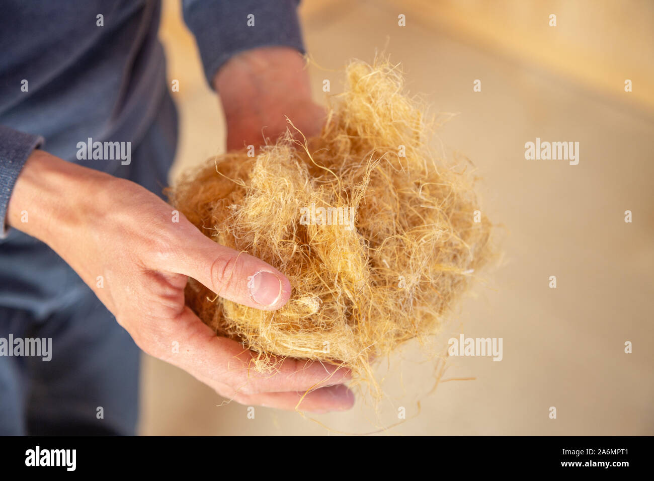 Hand of a worker holding hemp wool, an ecological insulation material ...