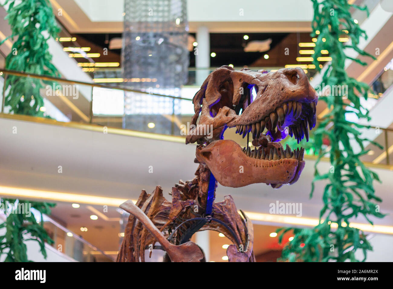 tarbosaurus animal dinosaurs teeth jurassic predator jaws skeleton ...