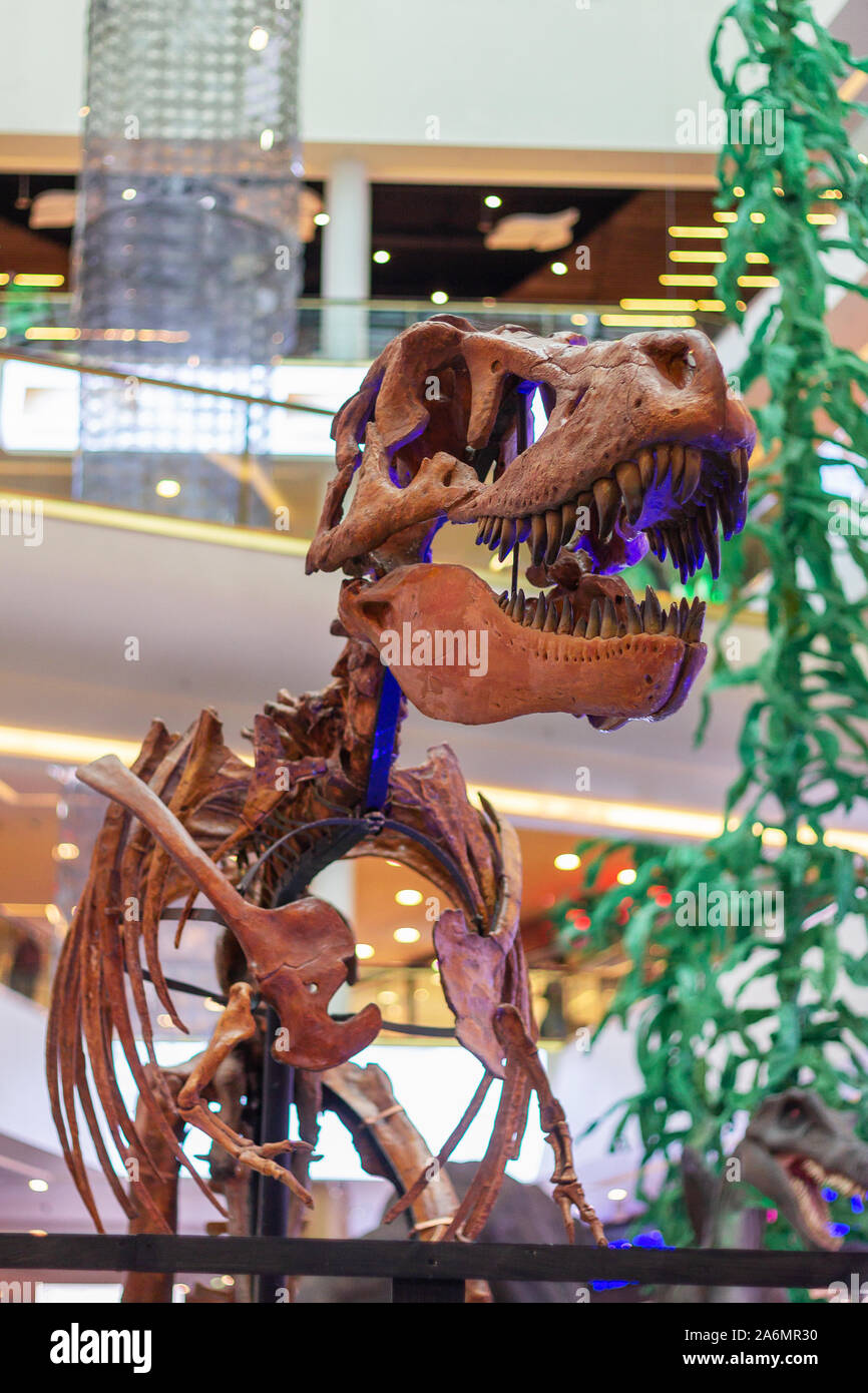 tarbosaurus animal dinosaurs teeth jurassic predator jaws skeleton ...