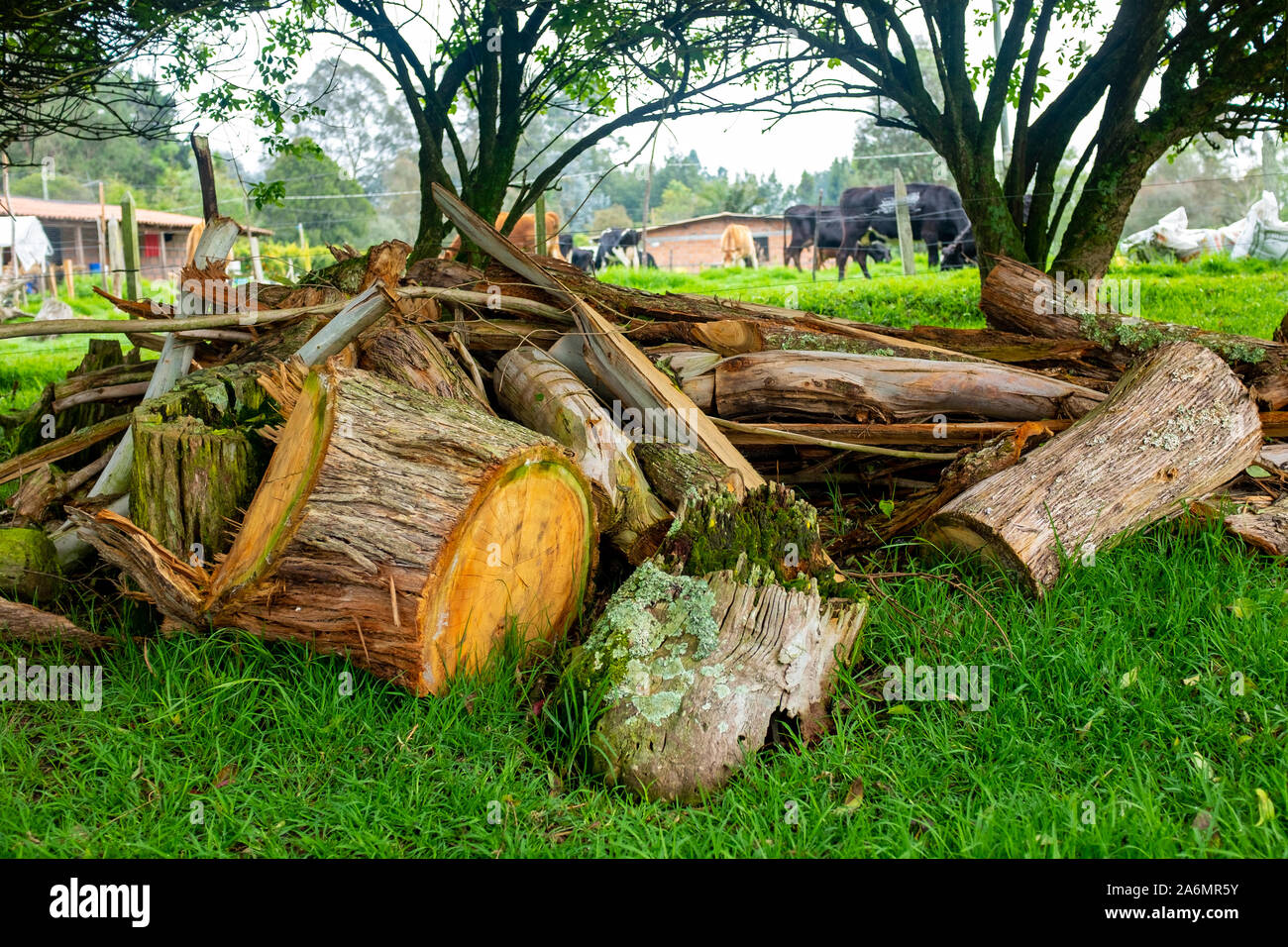 Tree Trunks of Different Sizes Cut, on a Farm Stock Photo - Alamy