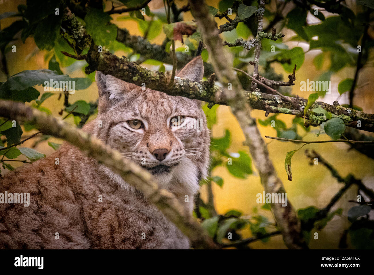 A European Lynx at the Highland Wildlife Park, Newtonmore, Scotland ...