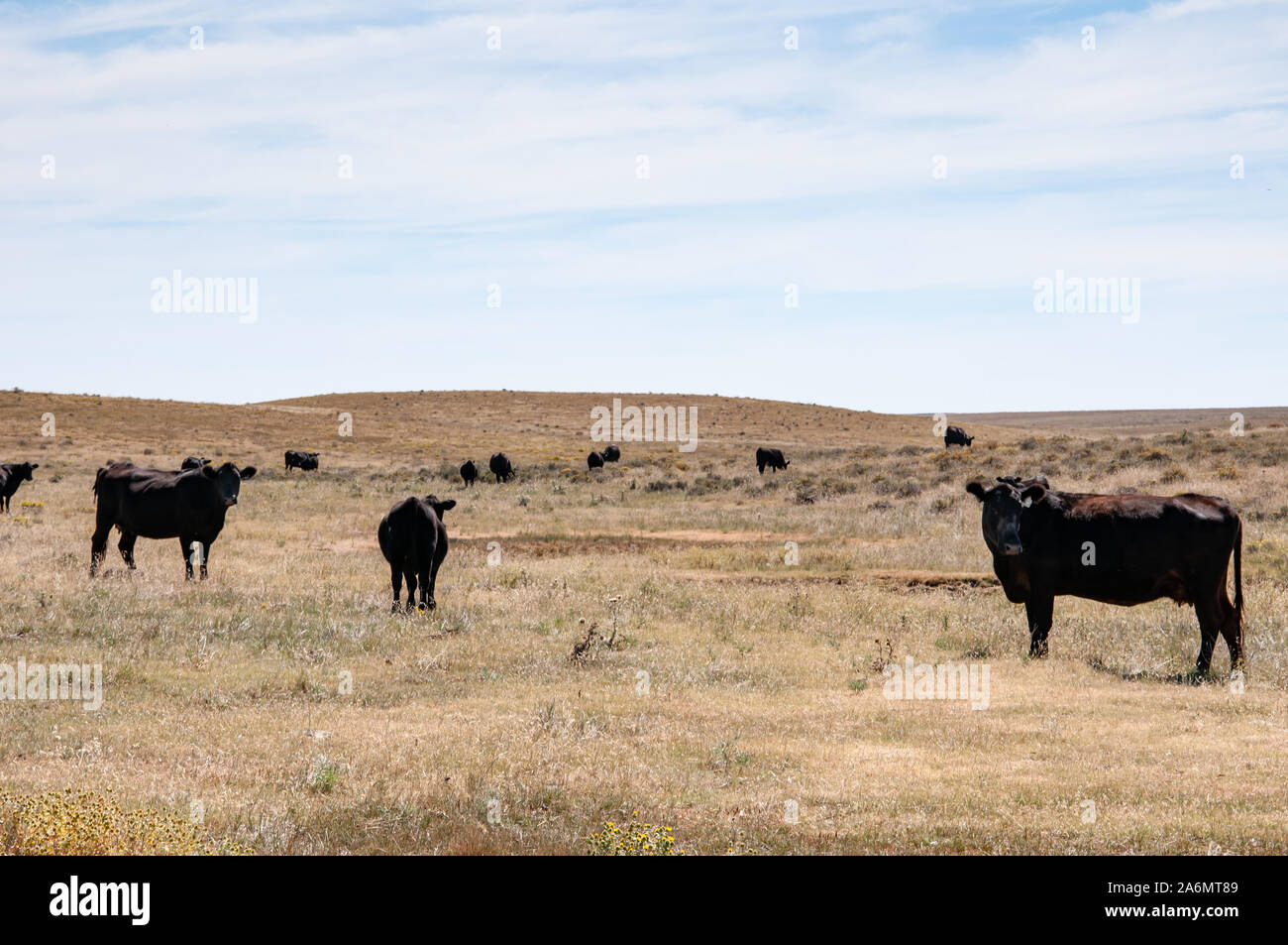 Angus cow hi-res stock photography and images - Alamy