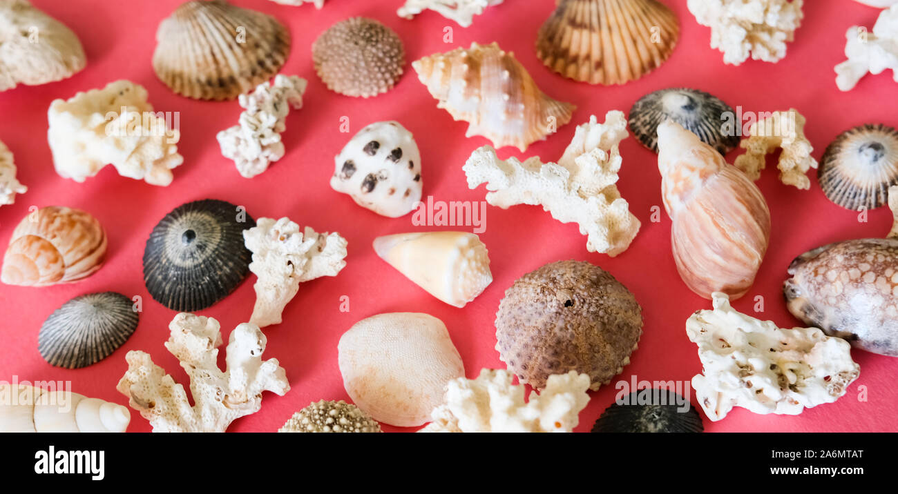 Sea shells, mussels and corals pattern Stock Photo - Alamy