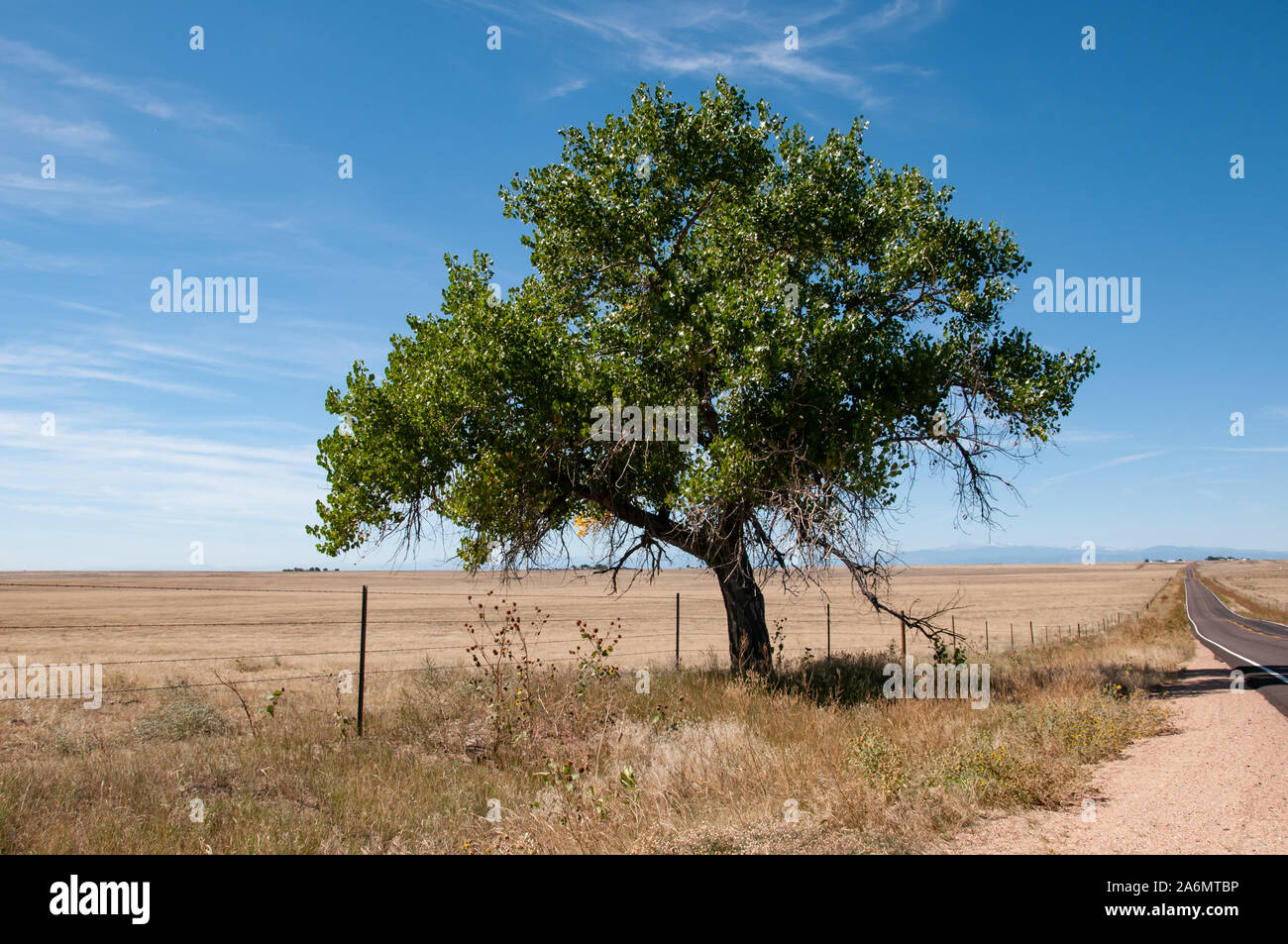 Lone tree crops hi-res stock photography and images - Alamy