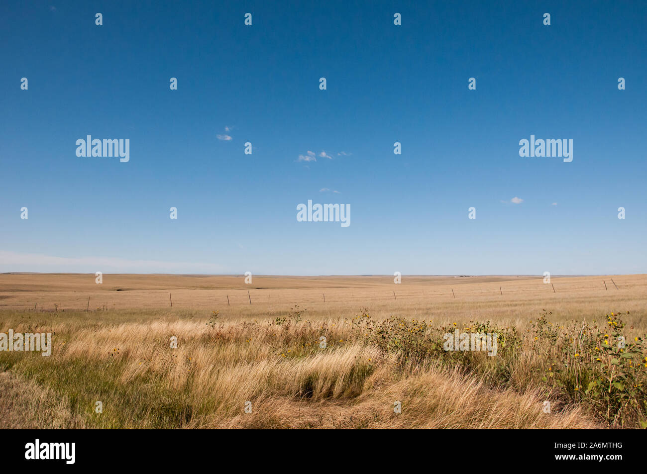 Golden grass plains hi-res stock photography and images - Alamy