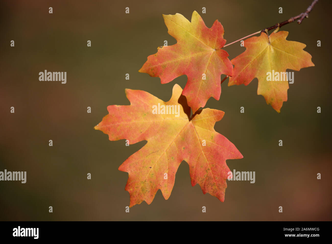 Bigtooth maple leaf hi-res stock photography and images - Alamy