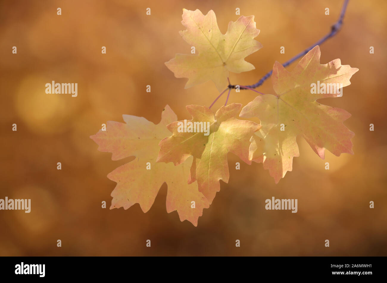 Bigtooth maple leaf hi-res stock photography and images - Alamy