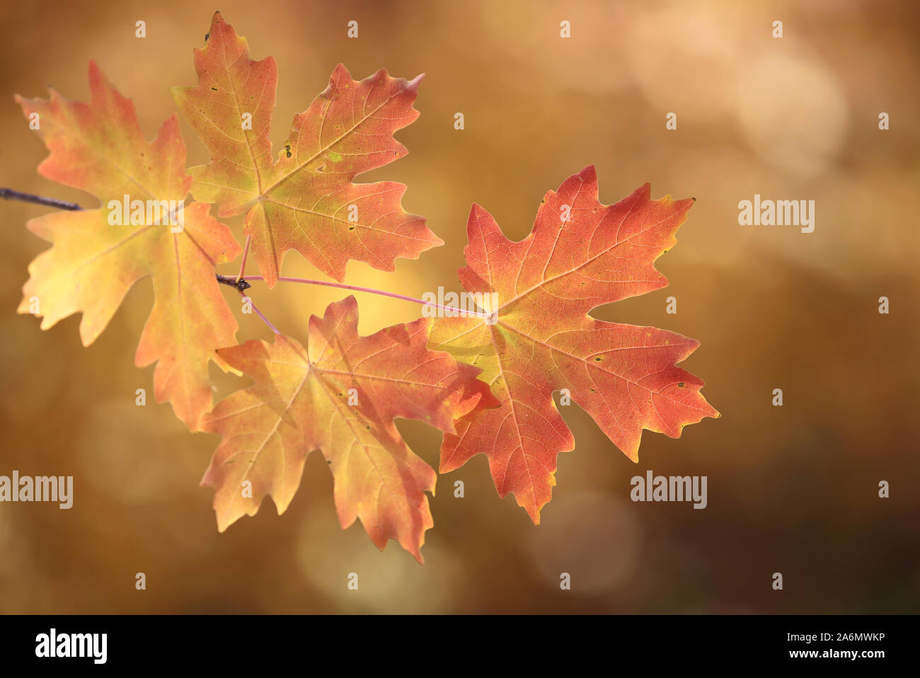 Maple leaves turning hi-res stock photography and images - Alamy
