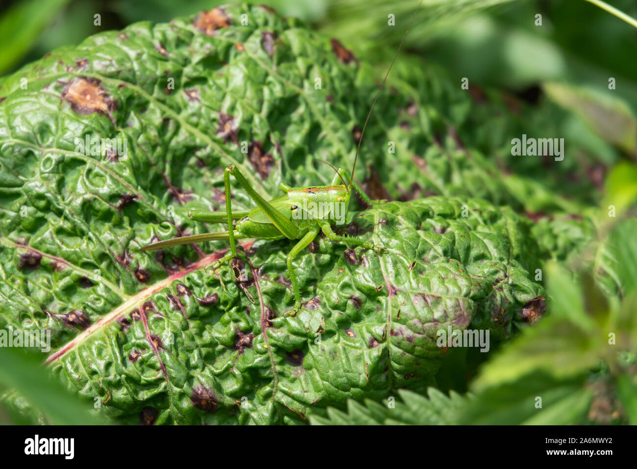 Beautiful katydid long antennae hi-res stock photography and images - Alamy