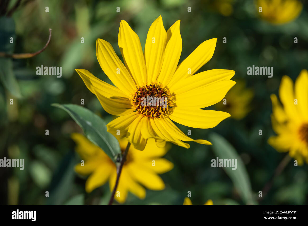 Giant Sunflower in Bloom in Autumn Stock Photo - Alamy