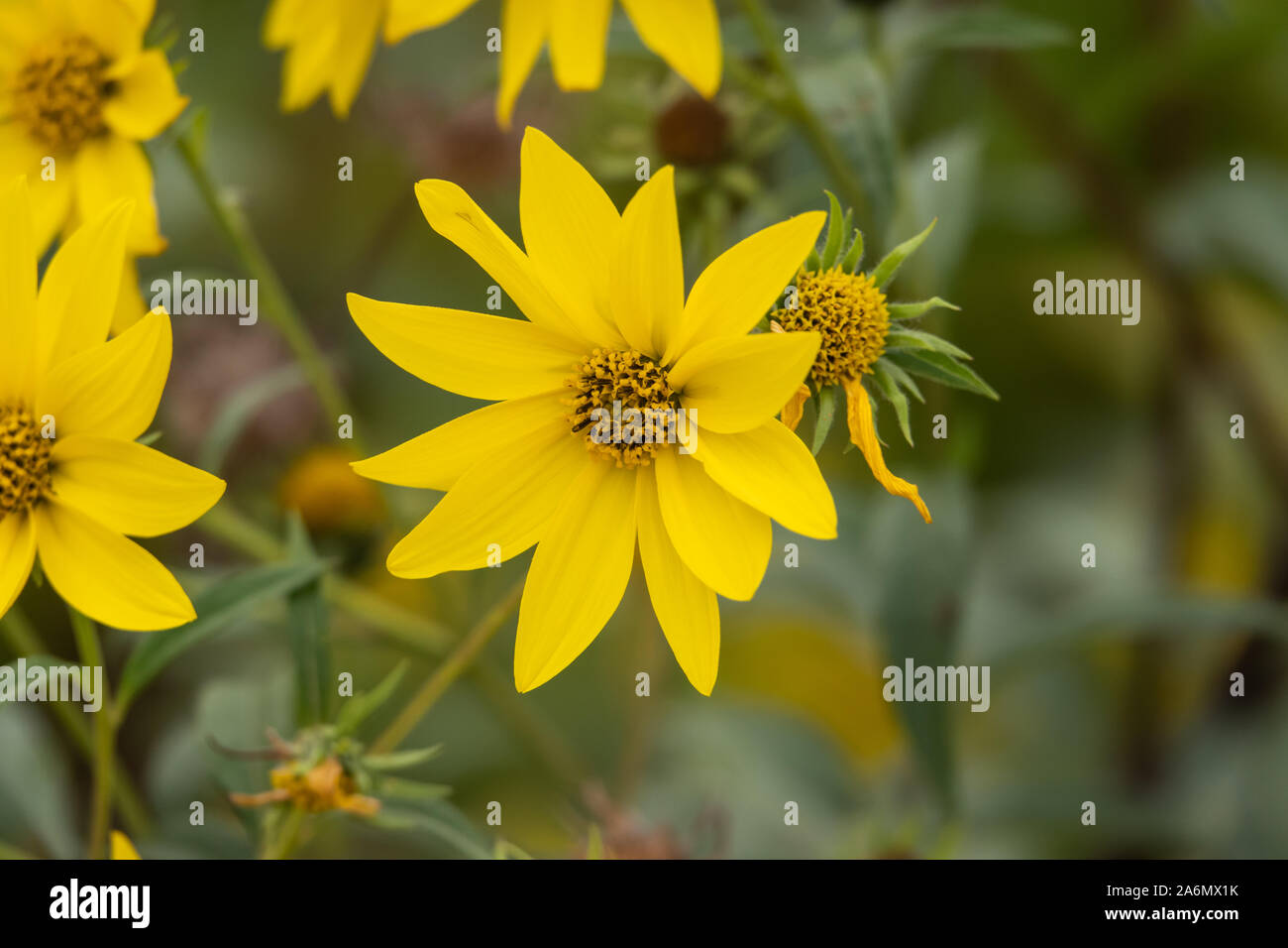 Giant sunflower helianthus giganteus hi-res stock photography and ...