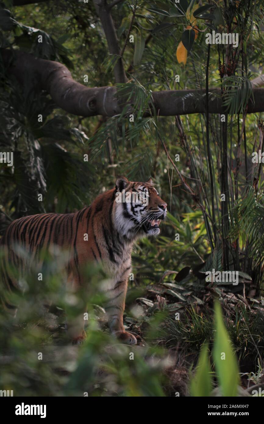 Adult male Bengal Tiger on guard of a female Stock Photo - Alamy