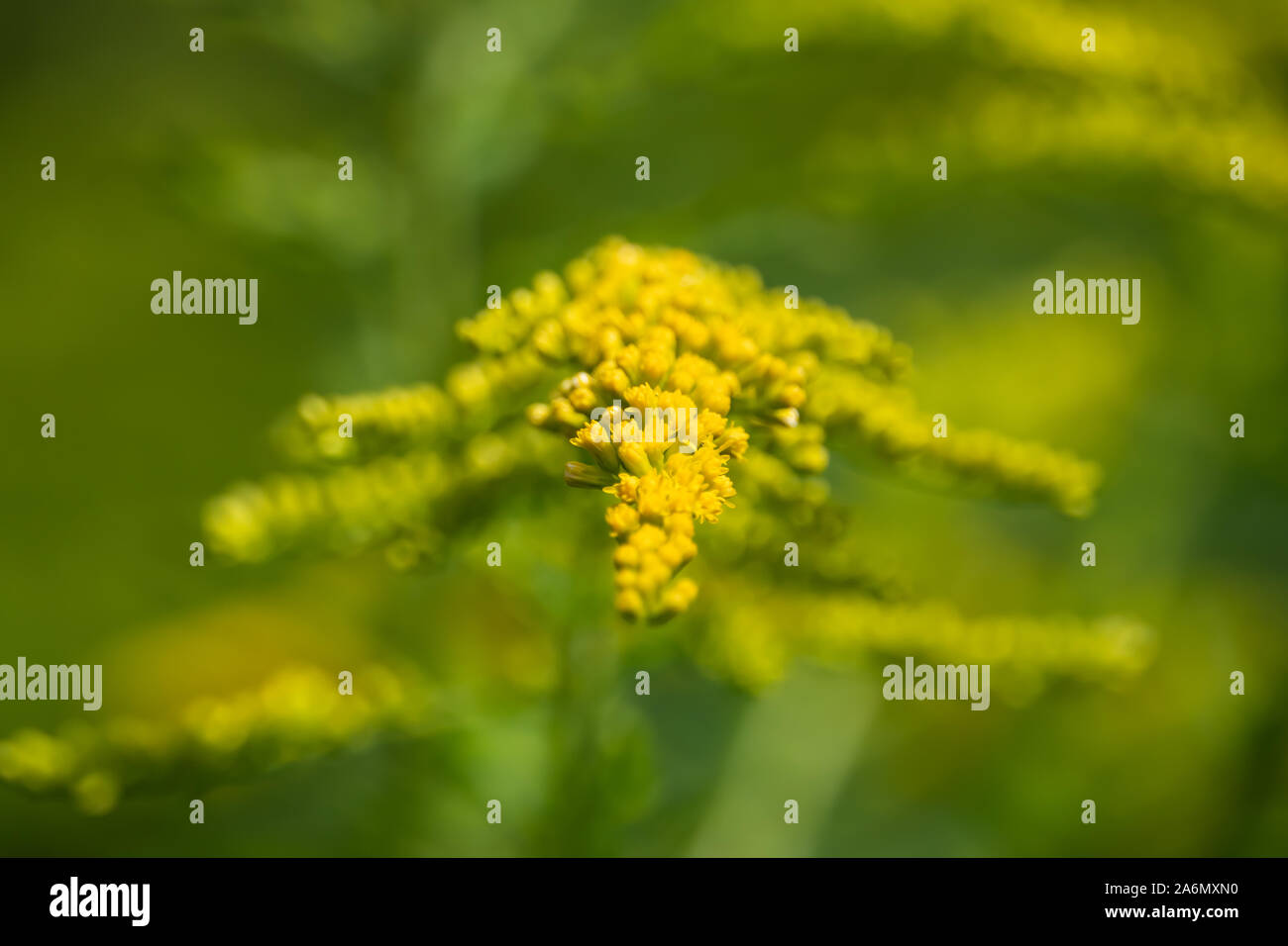 Goldenrod Flowers in Bloom in Summer Stock Photo - Alamy