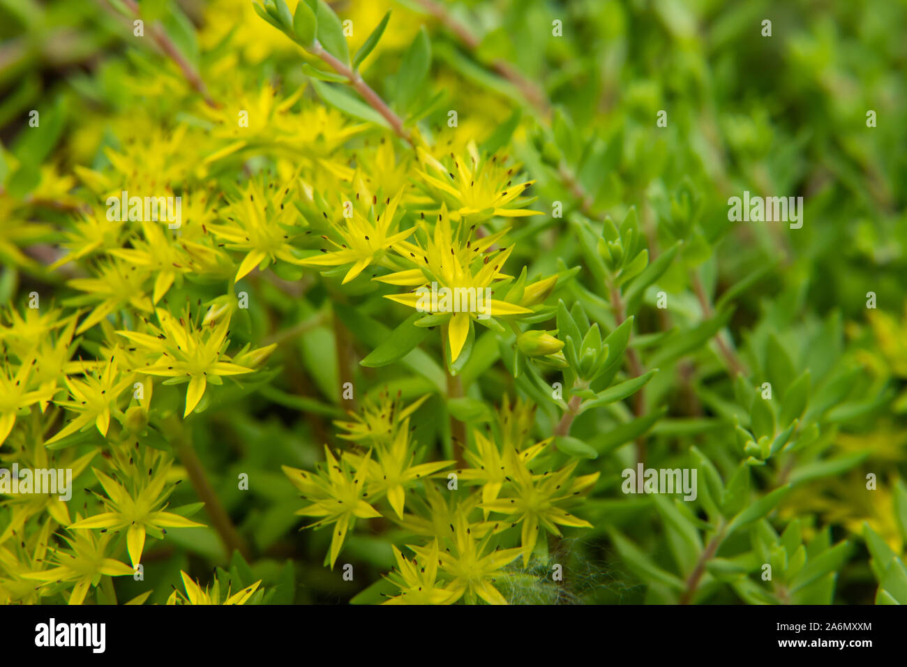 Stringy flowers hi-res stock photography and images - Alamy