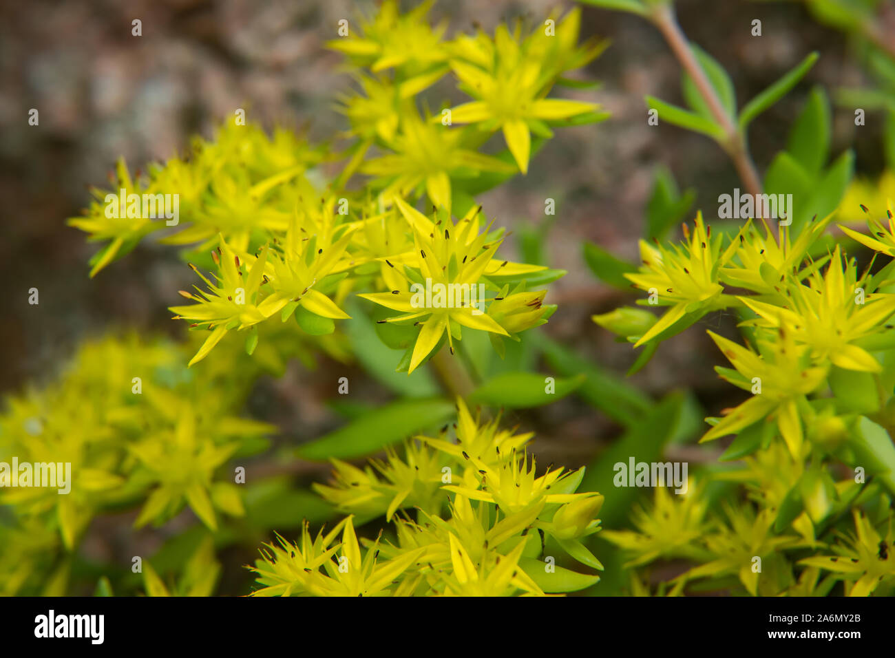 Gold Moss Stonecrop Flowers in Bloom in Springtime Stock Photo - Alamy