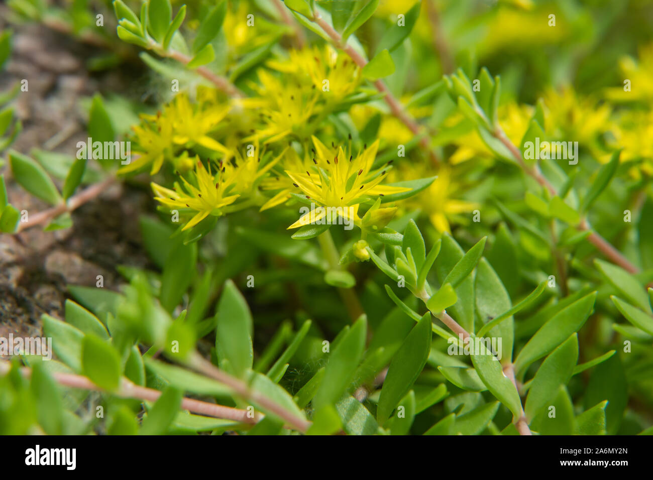 Stringy flowers hi-res stock photography and images - Alamy