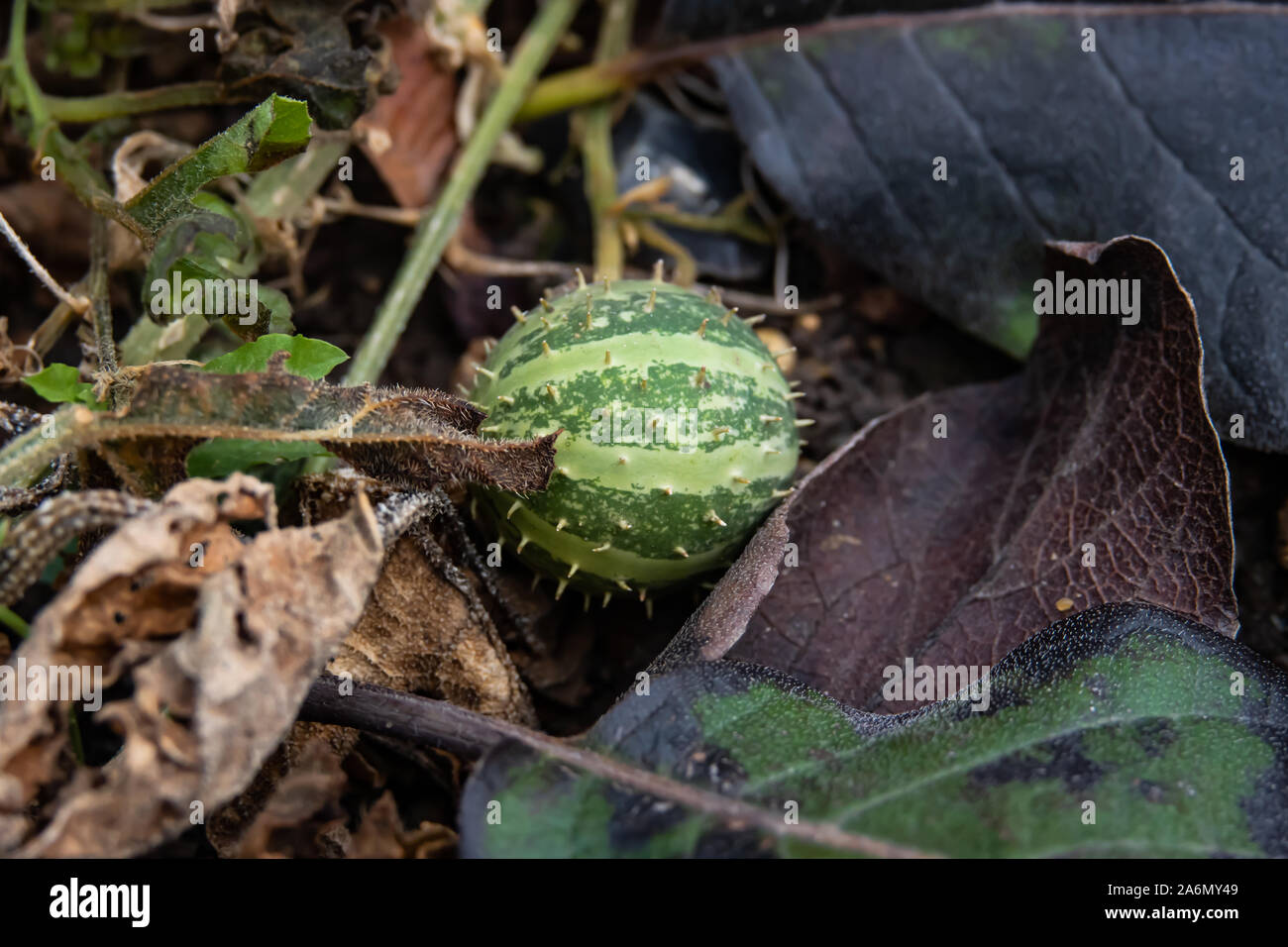 Spiny Cucumber High Resolution Stock Photography and Images - Alamy