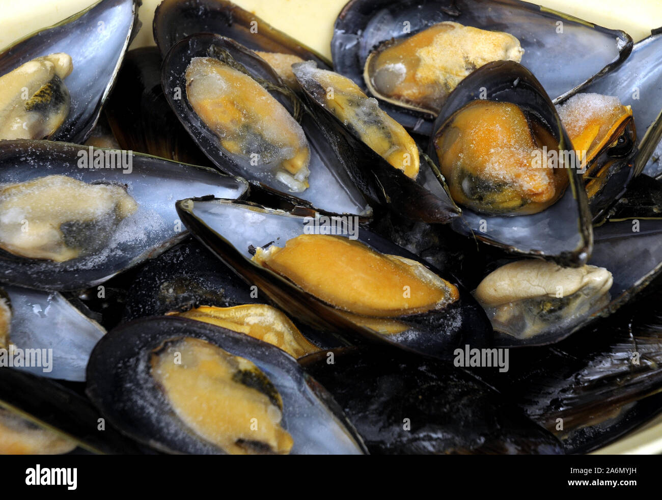 Two elongated and triangular black shells hi-res stock photography and ...