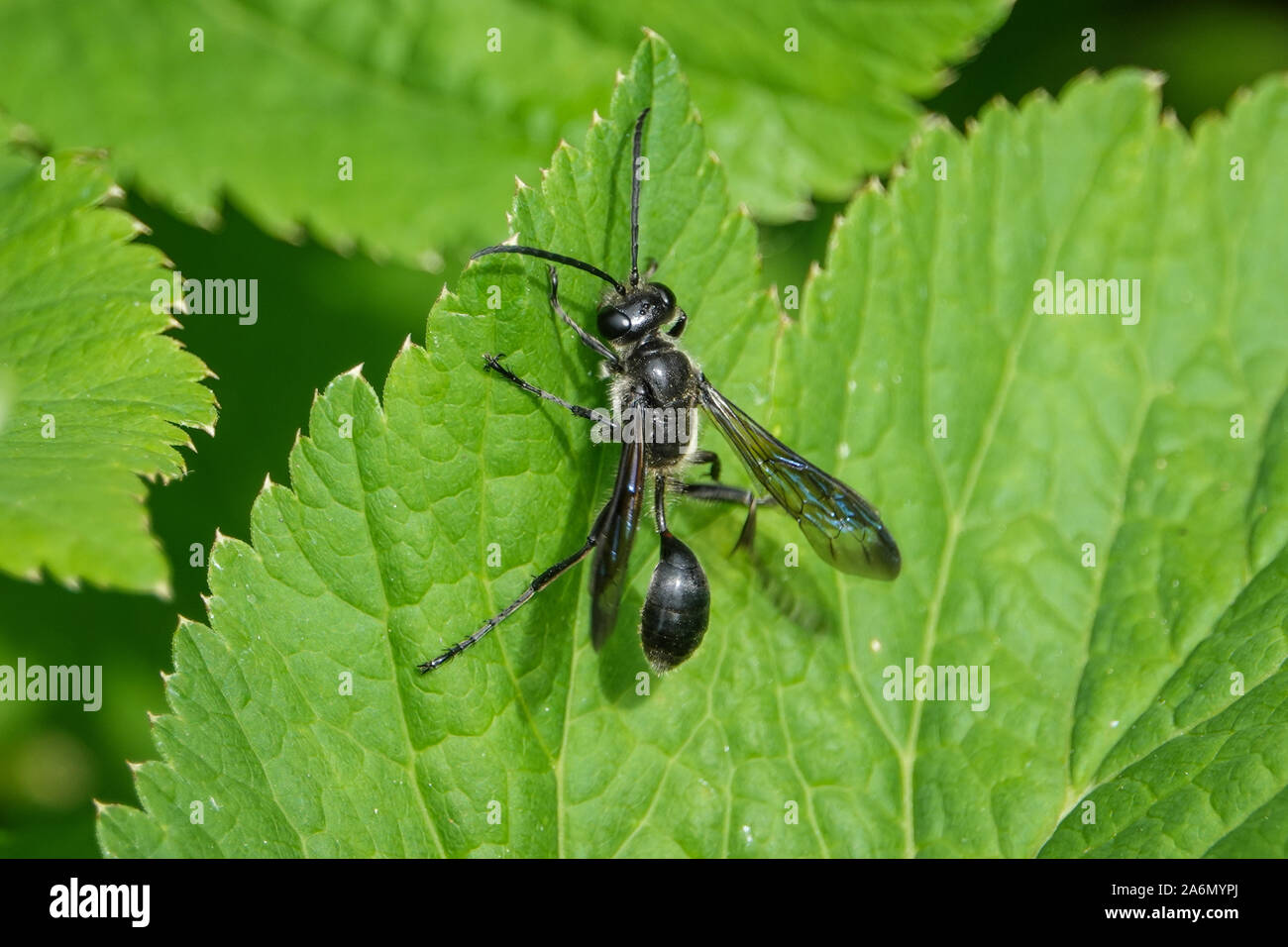 Grass Carrying Wasp on Leaf Stock Photo - Alamy