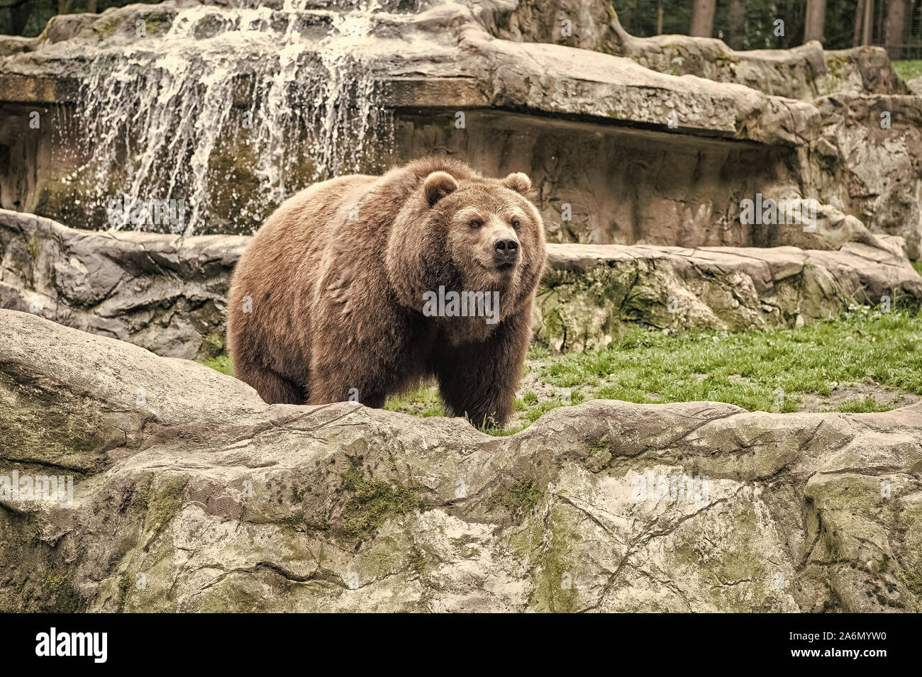 Lets go wild for wildlife. Undomesticated animal species or wildlife ...