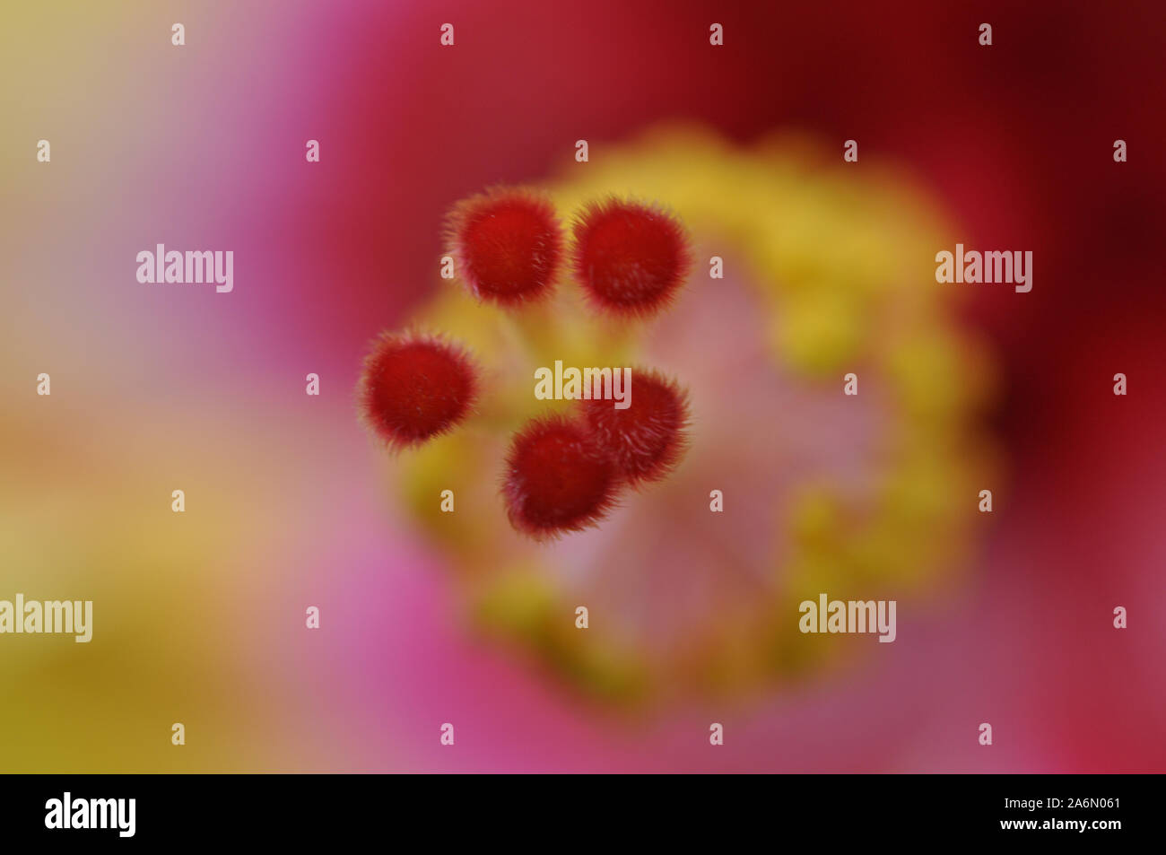The inside of a flower Stock Photo - Alamy