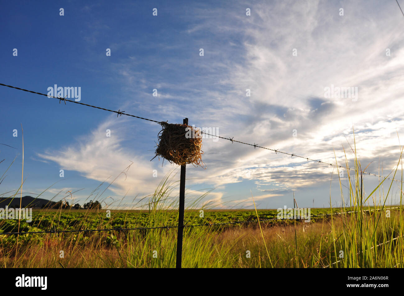 View in the Free State birds nest on a farm fence. Free State, South ...