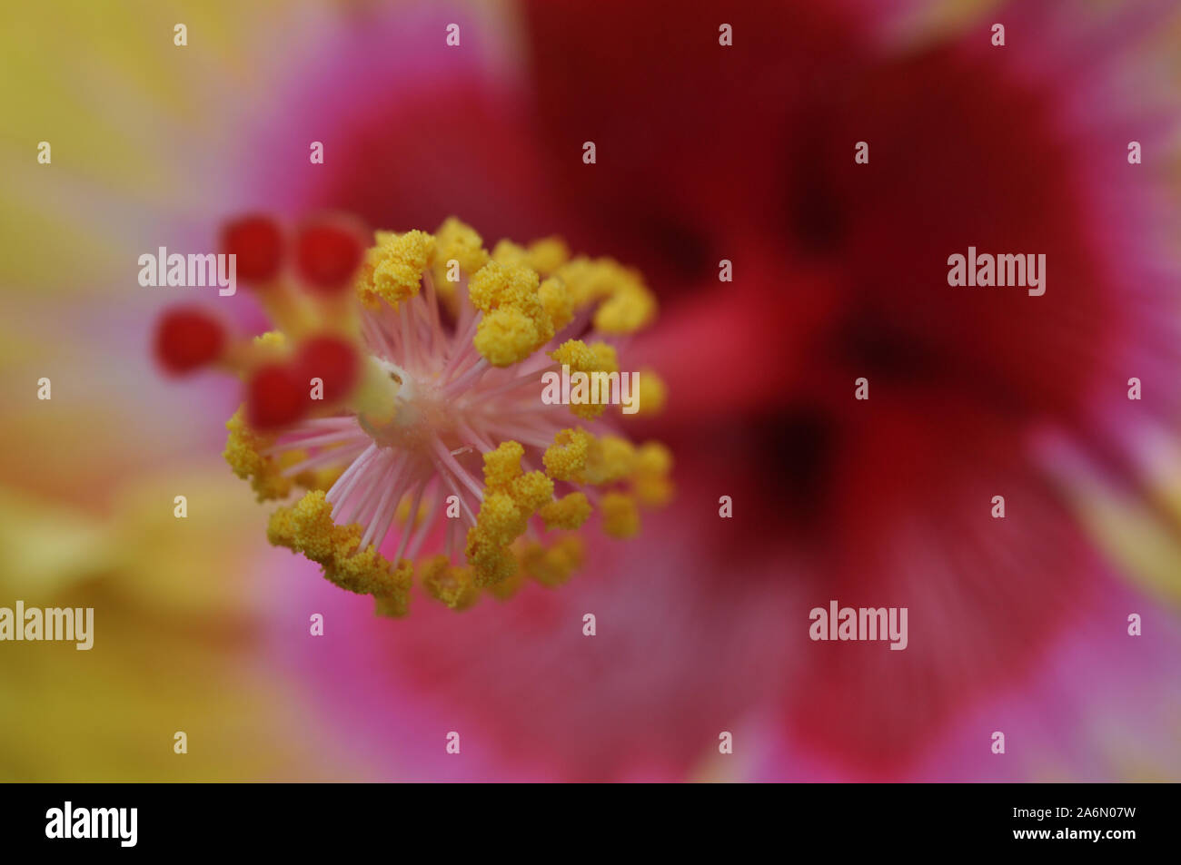 The inside of a flower Stock Photo - Alamy