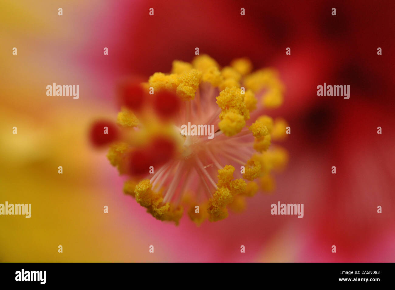 The inside of a flower Stock Photo - Alamy