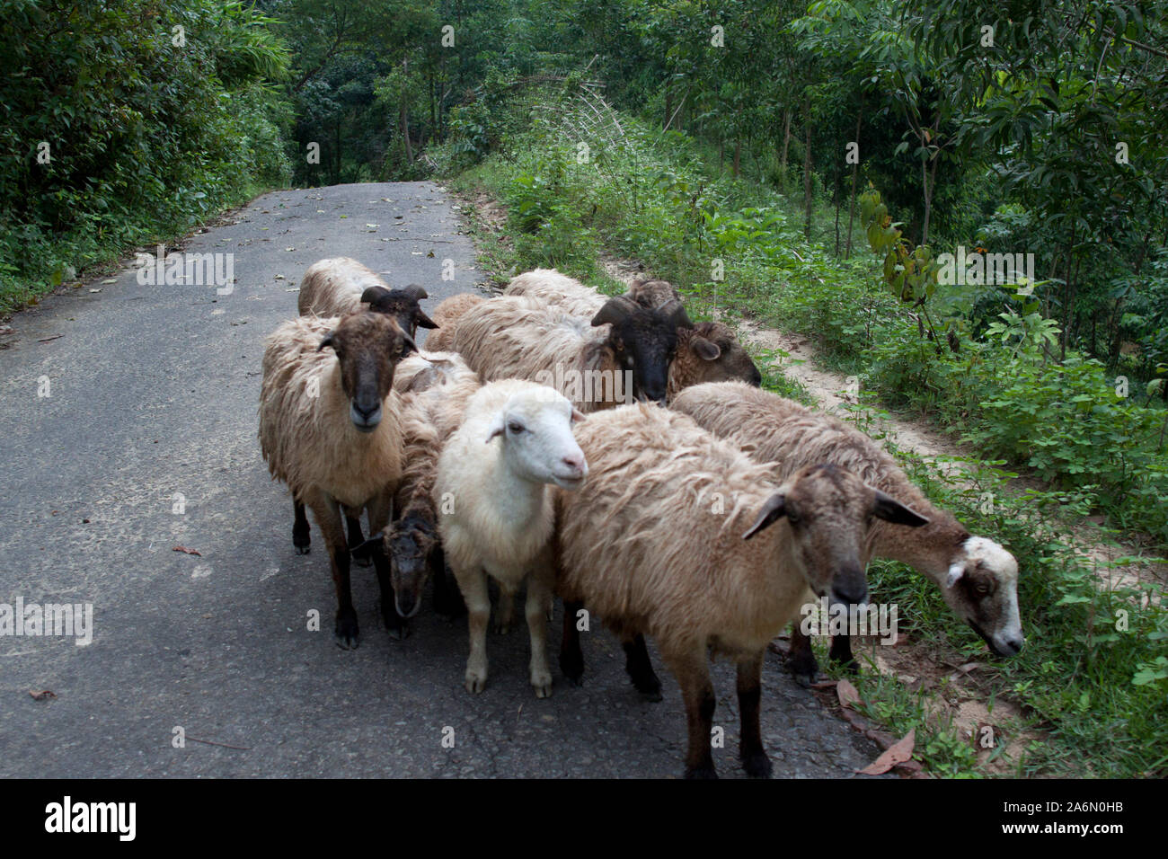 Lama bandarban hi-res stock photography and images - Alamy