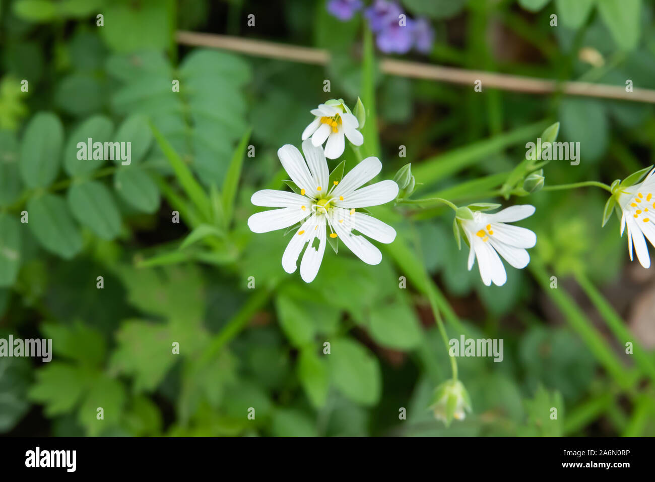 Greater Stitchwort Flowers in Bloom in Springtime Stock Photo - Alamy
