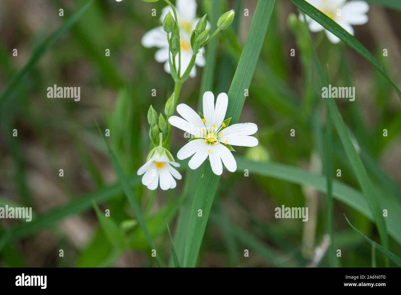 Greater Stitchwort Flowers in Bloom in Springtime Stock Photo - Alamy
