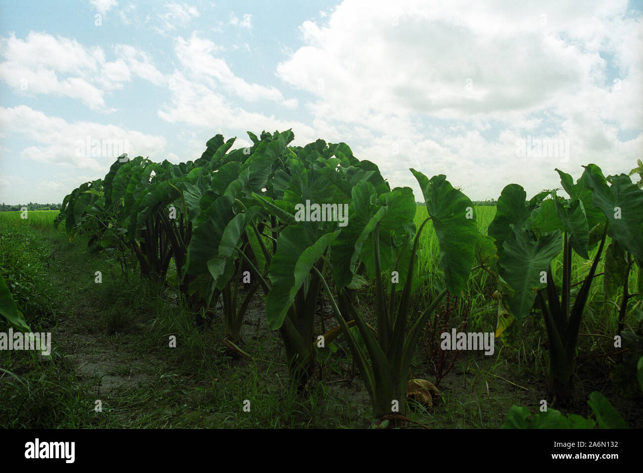 Edible arum hi-res stock photography and images - Alamy
