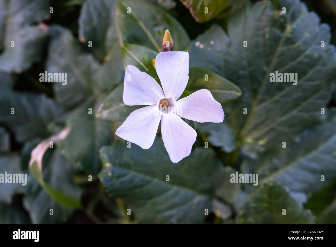 Great white periwinkle hi-res stock photography and images - Alamy
