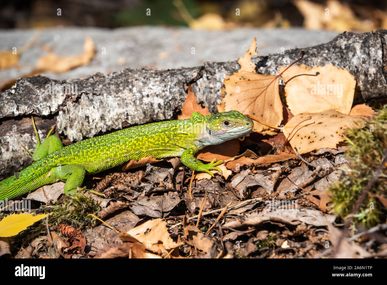 Green Lizard on Ground Stock Photo - Alamy