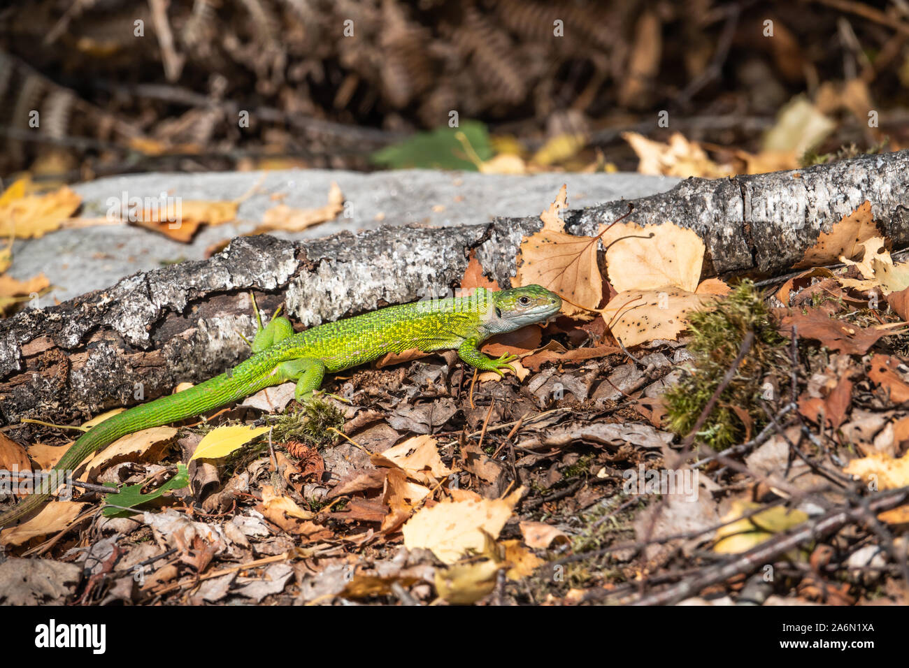 Green Lizard on Ground Stock Photo - Alamy