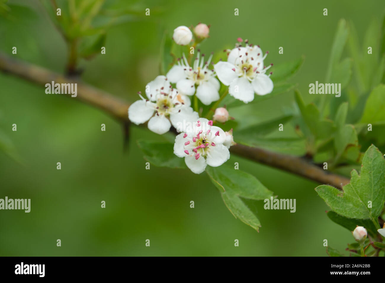 Hawthorn Flowers in Bloom in Springtime Stock Photo - Alamy