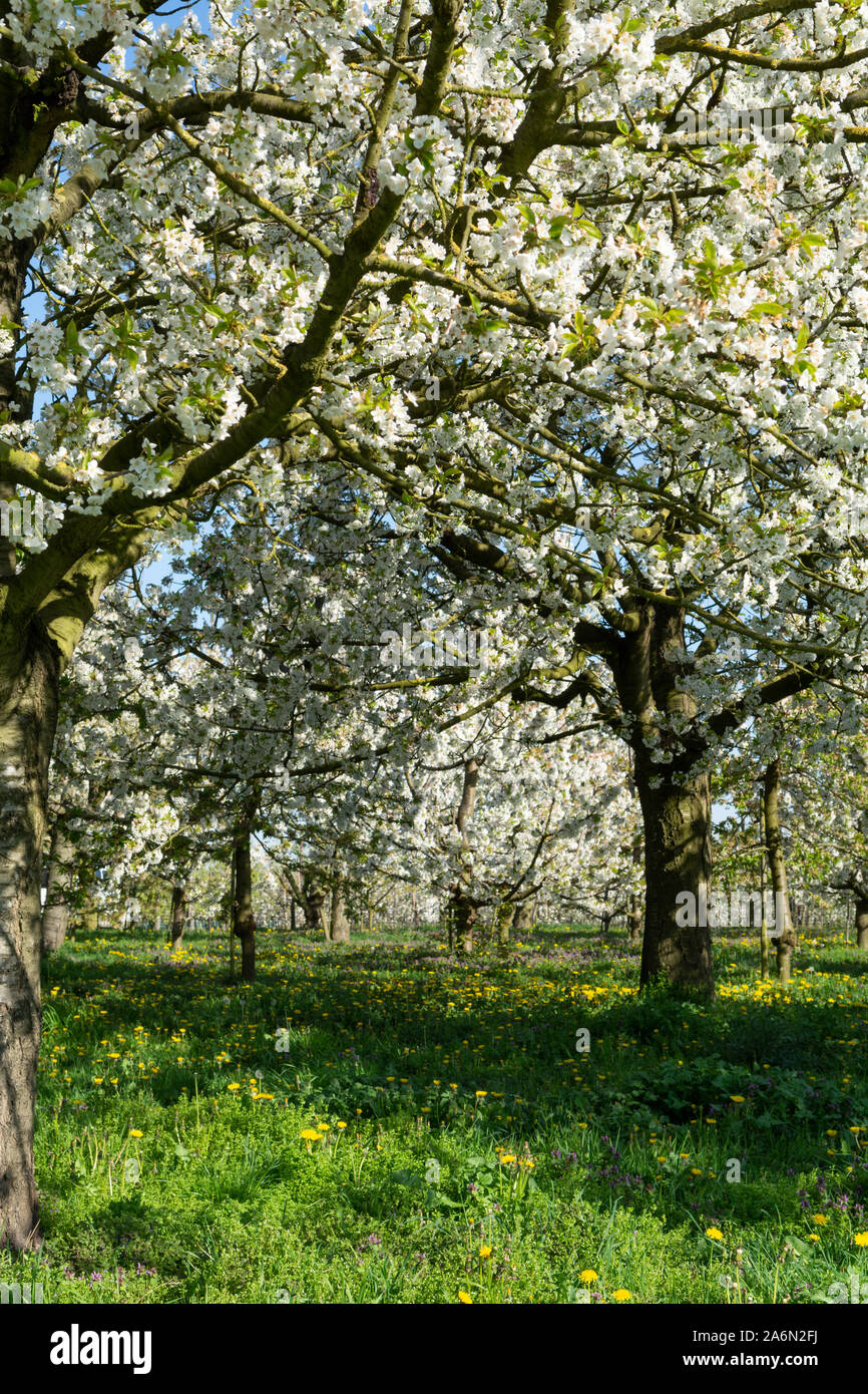 Spring blossom of cherry trees in orchard, fruit region Haspengouw in ...