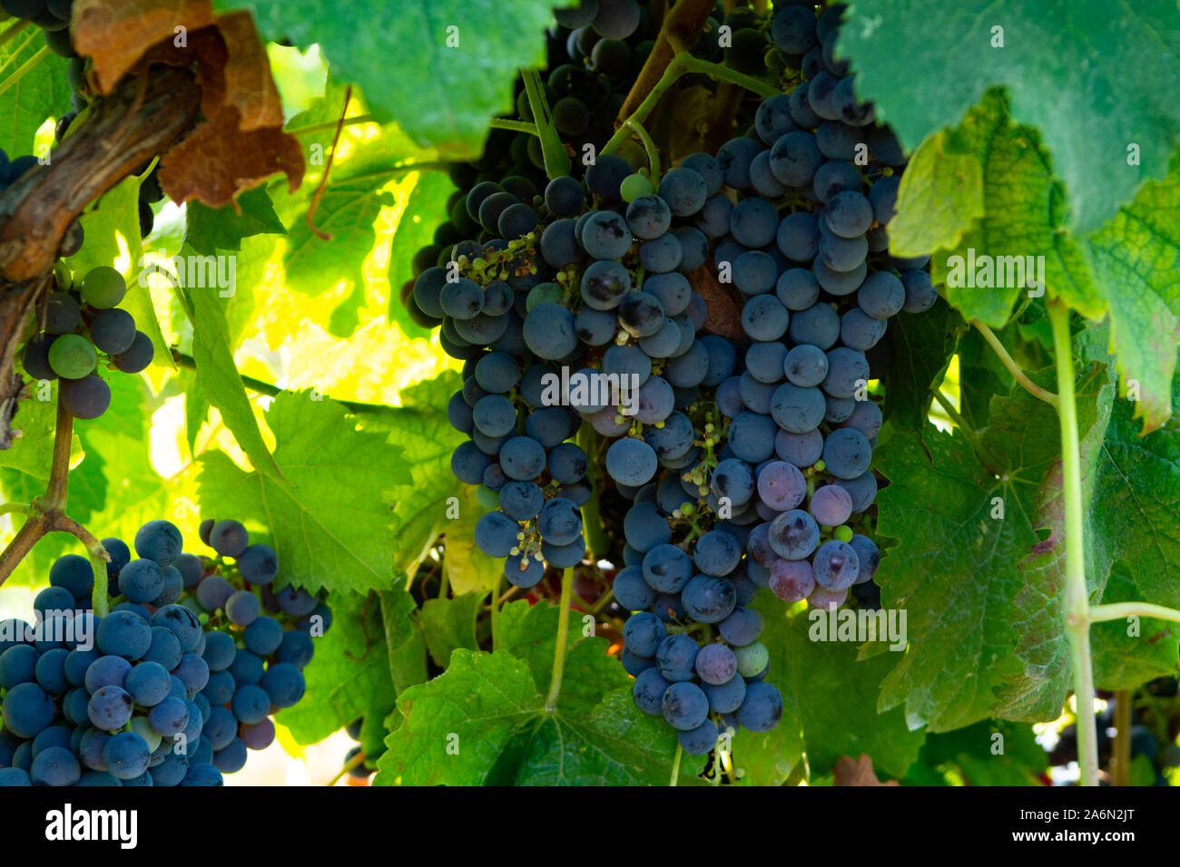 Grape plant on vineyard, growing red wine grapes in Italy, Sirah, Petit ...